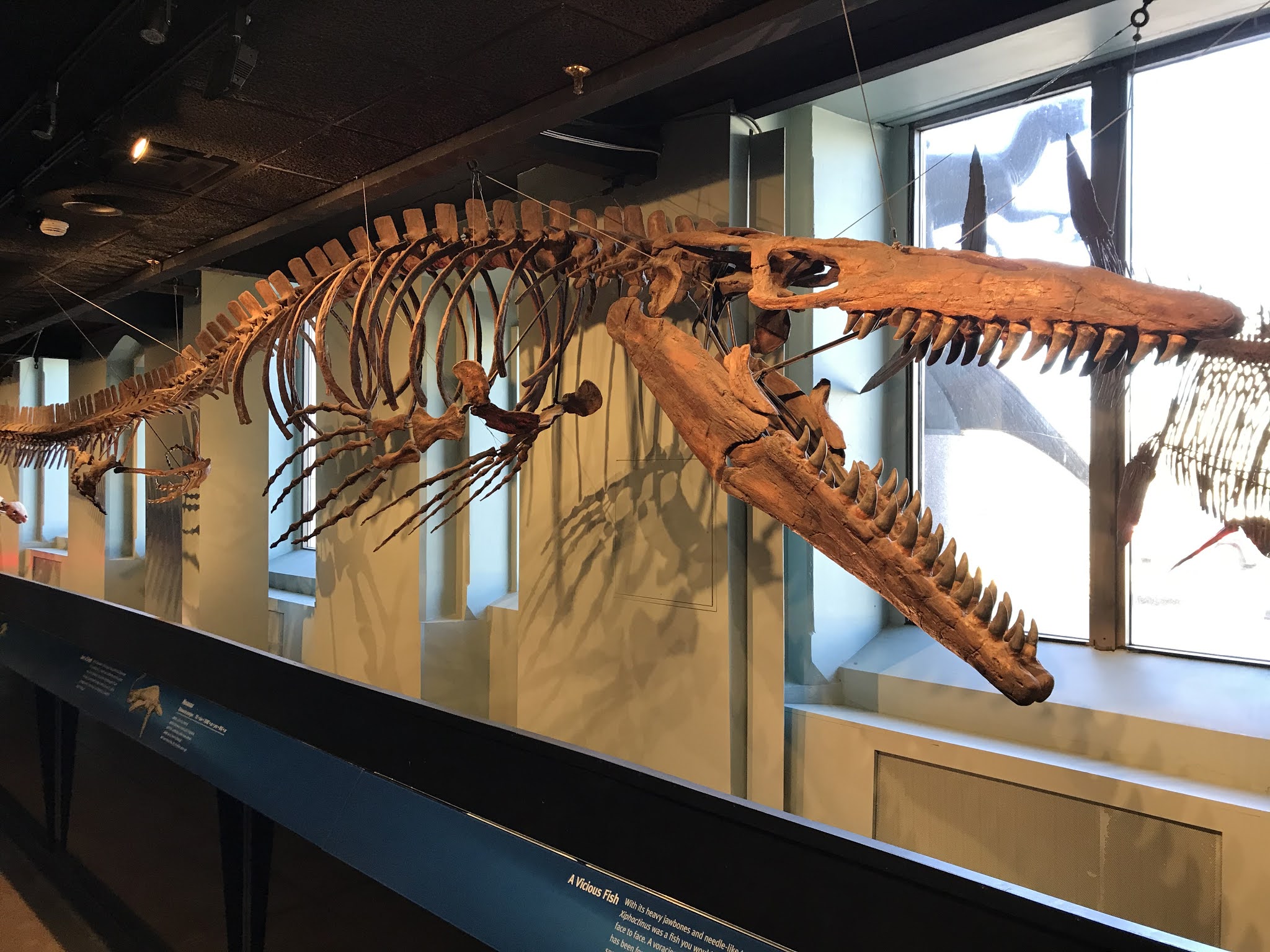 Prehistoric Beast of the Week: Tylosaurus: Beast of the Week