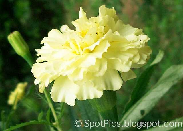 Marigold - White | SpotPics