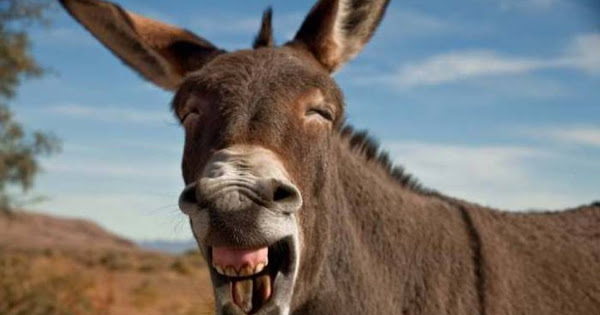 EL BURRO MUERTO................una historia para reflexionar ...