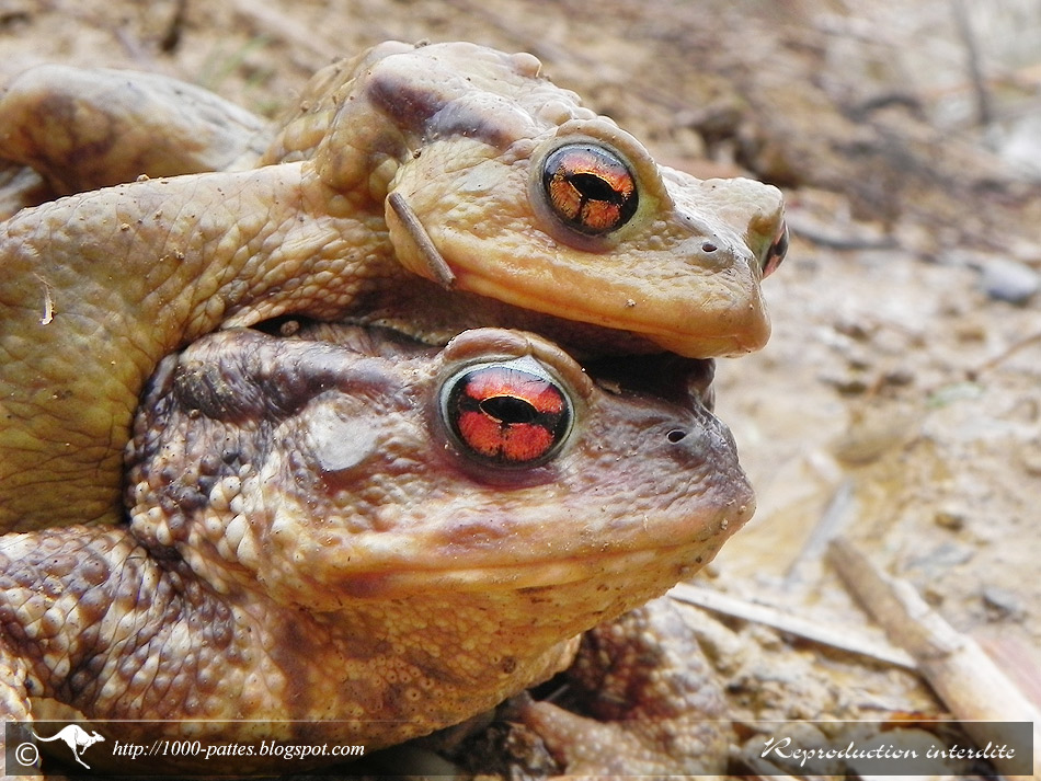 WILDLIFE GATEWAY: Valse printanière des crapauds