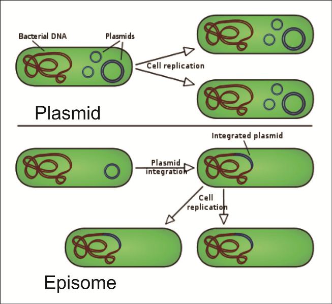 Plasmid dan Episom - Blog Iqbal Ali