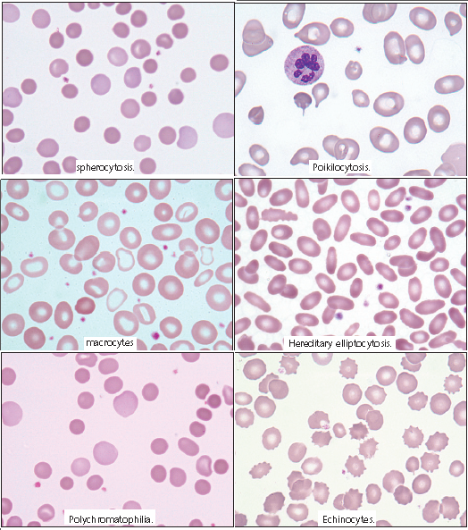 VETERINARY HEMATOLOGY DEXTERVET: erythrocytes