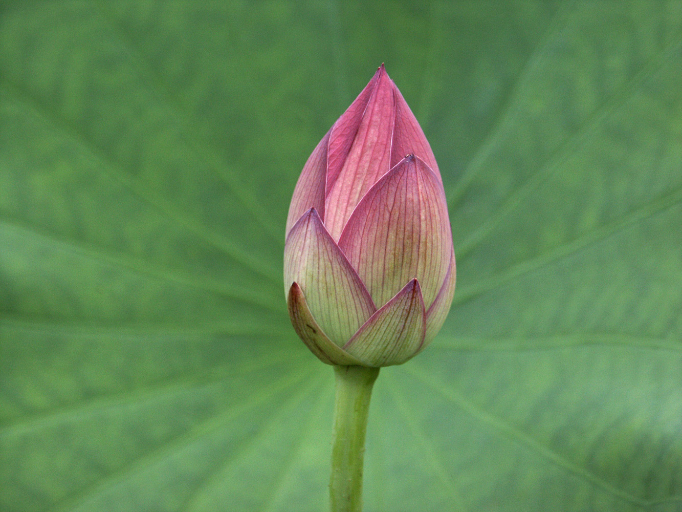 Poems My Way - Valrie: In The Bulb There Is A Flower