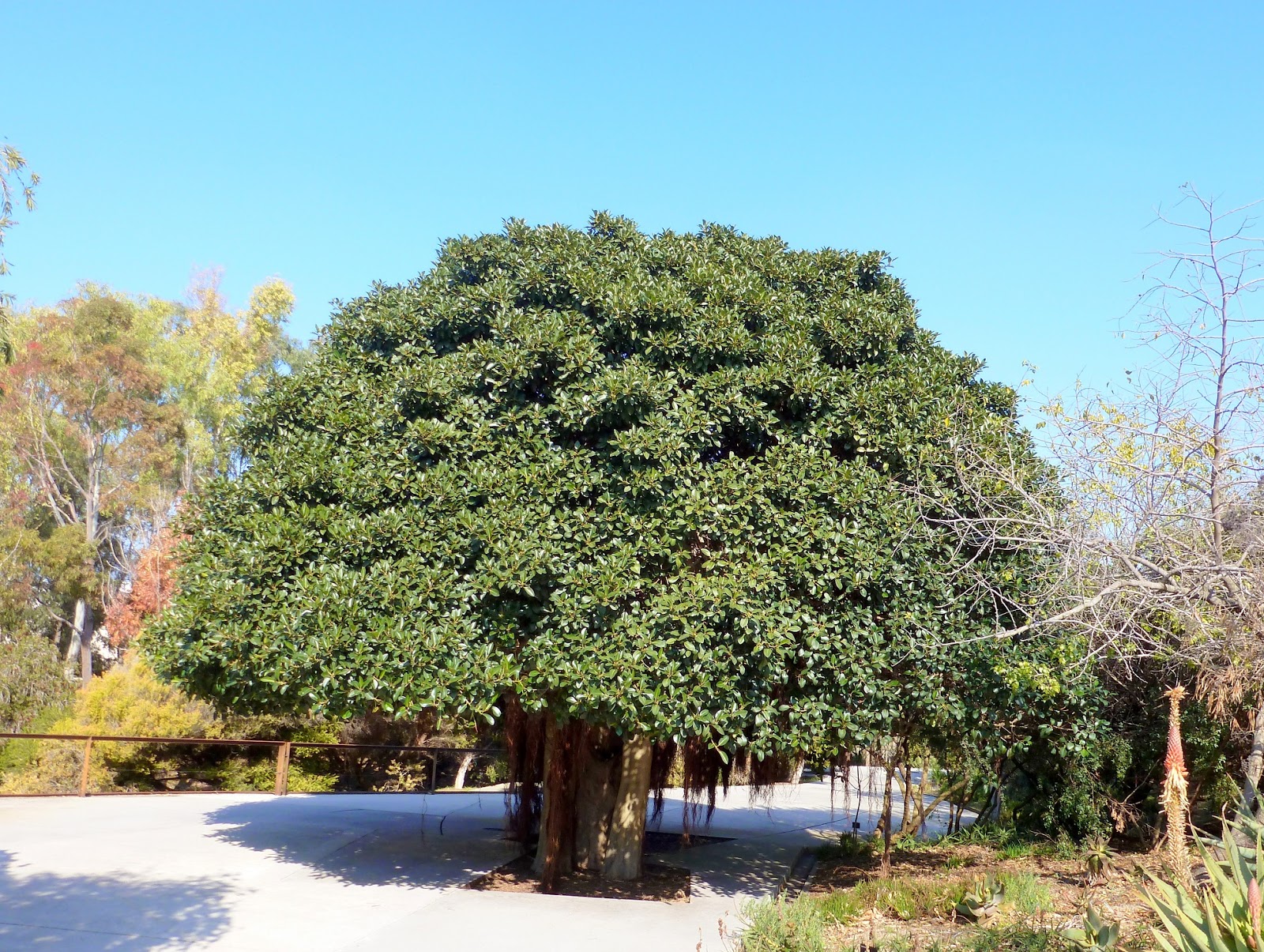 Árboles con alma: Ficus Rubiginosa. Higuera de Port Jackson