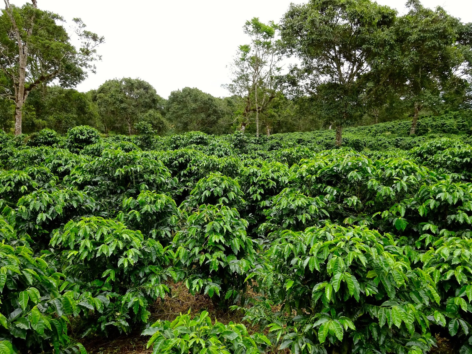 Stoney Family Panama Adventure: VOLCAN - JANSON COFFEE FARM
