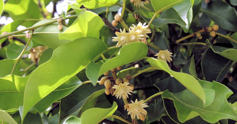 මූණමල් [Munamal] (Mimusops elengi) ~ අපේ ඔසුපැළ Medicinal Plants of Sri ...