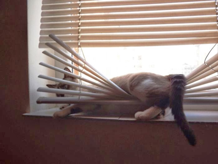 Cats Destroying Things ~ epix