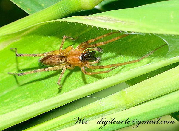 lost in Mato Grosso: Mato Grosso - spiders | aranhas lost in Mato Grosso: Mato Grosso - spiders | aranhas
