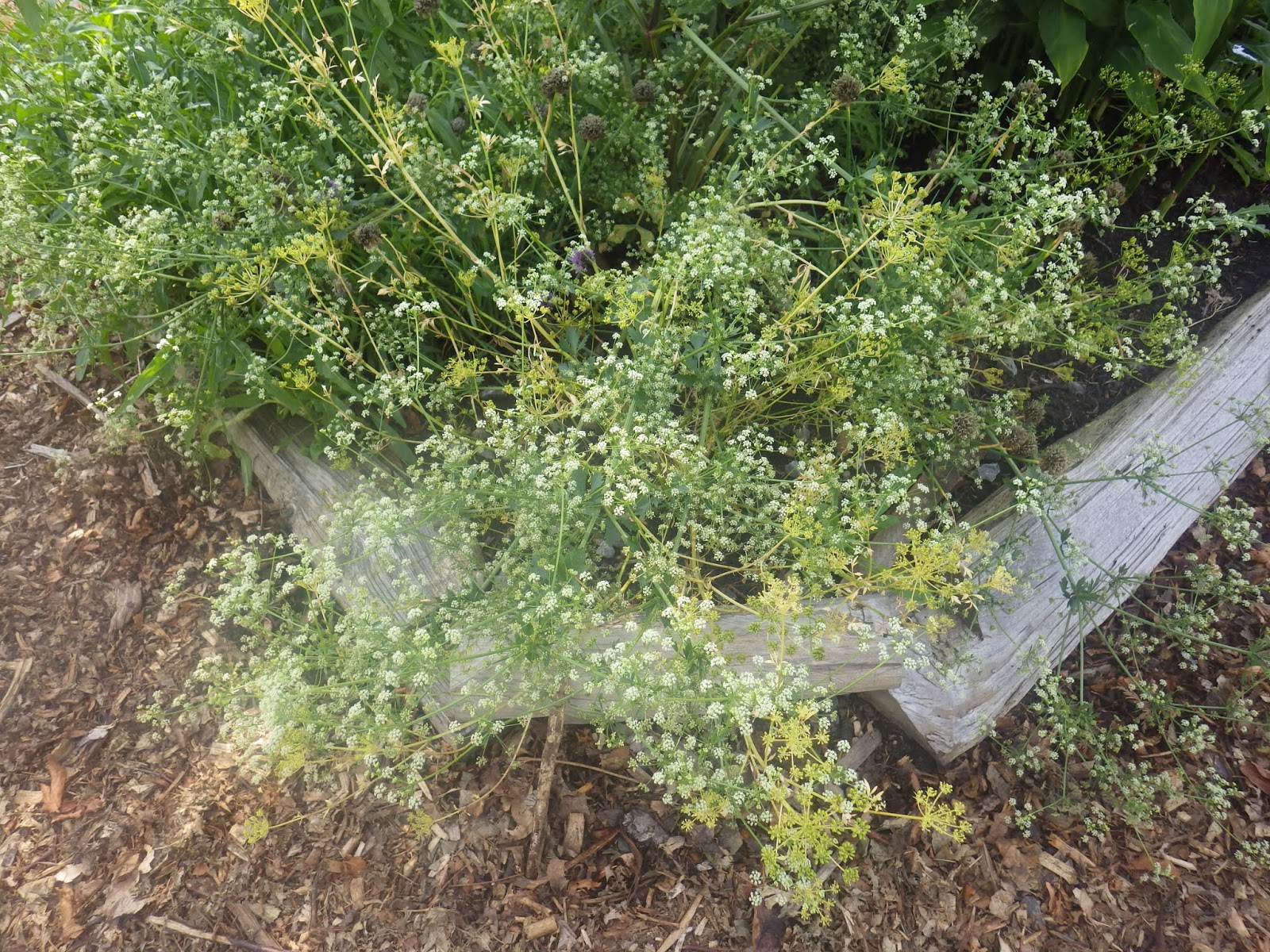 Victory Gardens for Bees: Mapping Pollinator Hotspots in the Riley Park ...