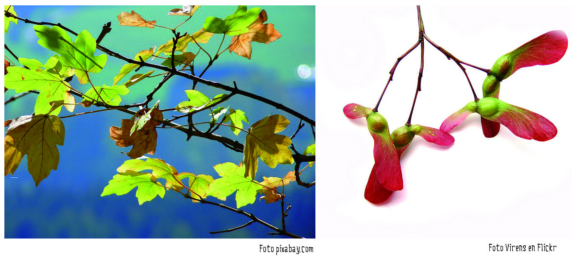 TUiLLO: Inspiración en la naturaleza para itla