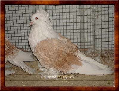 Pigeons for sale: Frillback Yellow Saddle