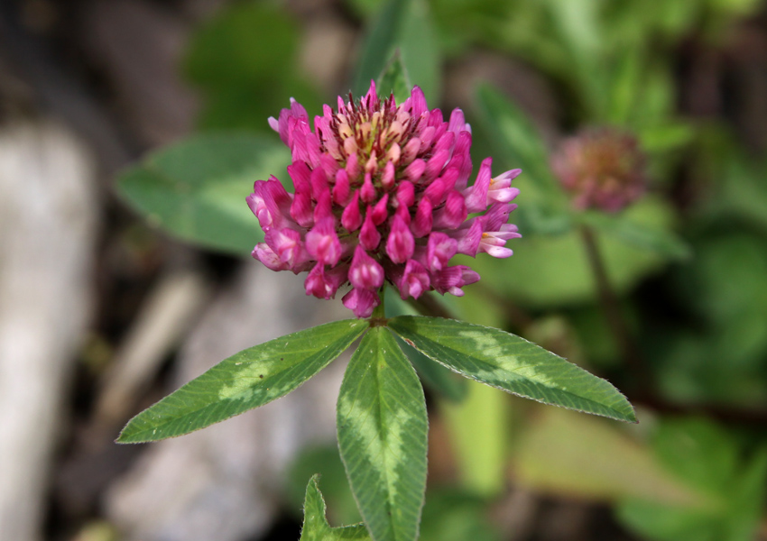 Healing Weeds: Red Clover