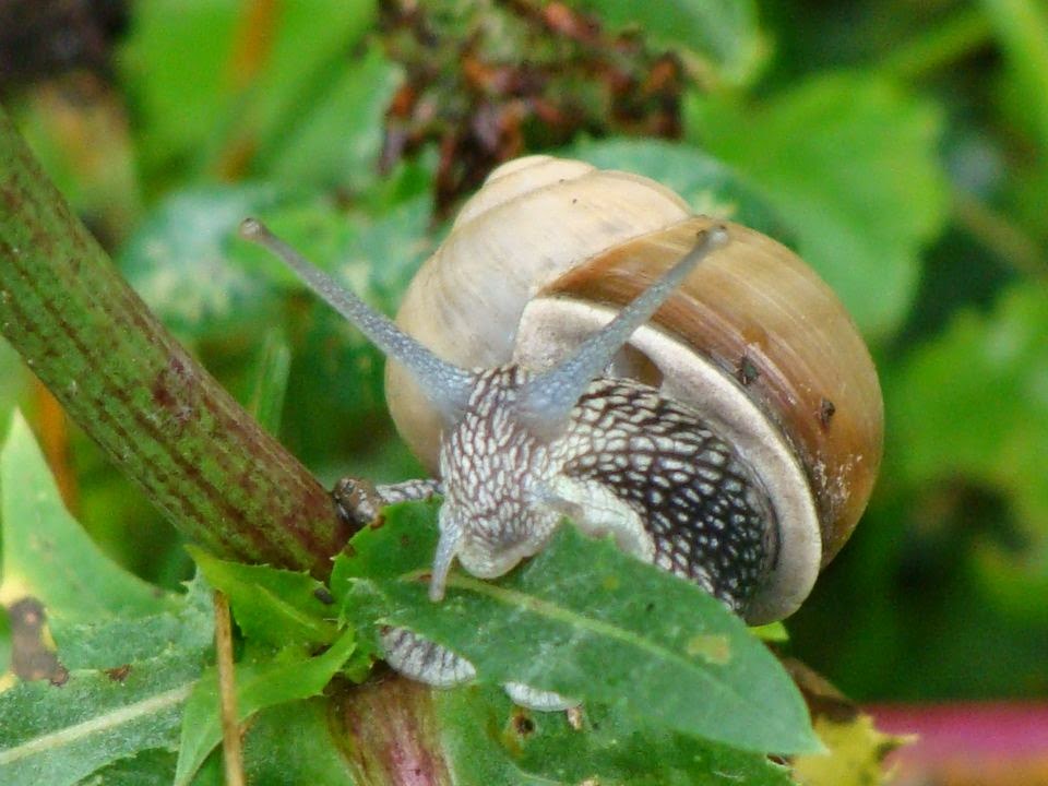 Snails and Slugs from Romania: Helix (Helix) lutescens