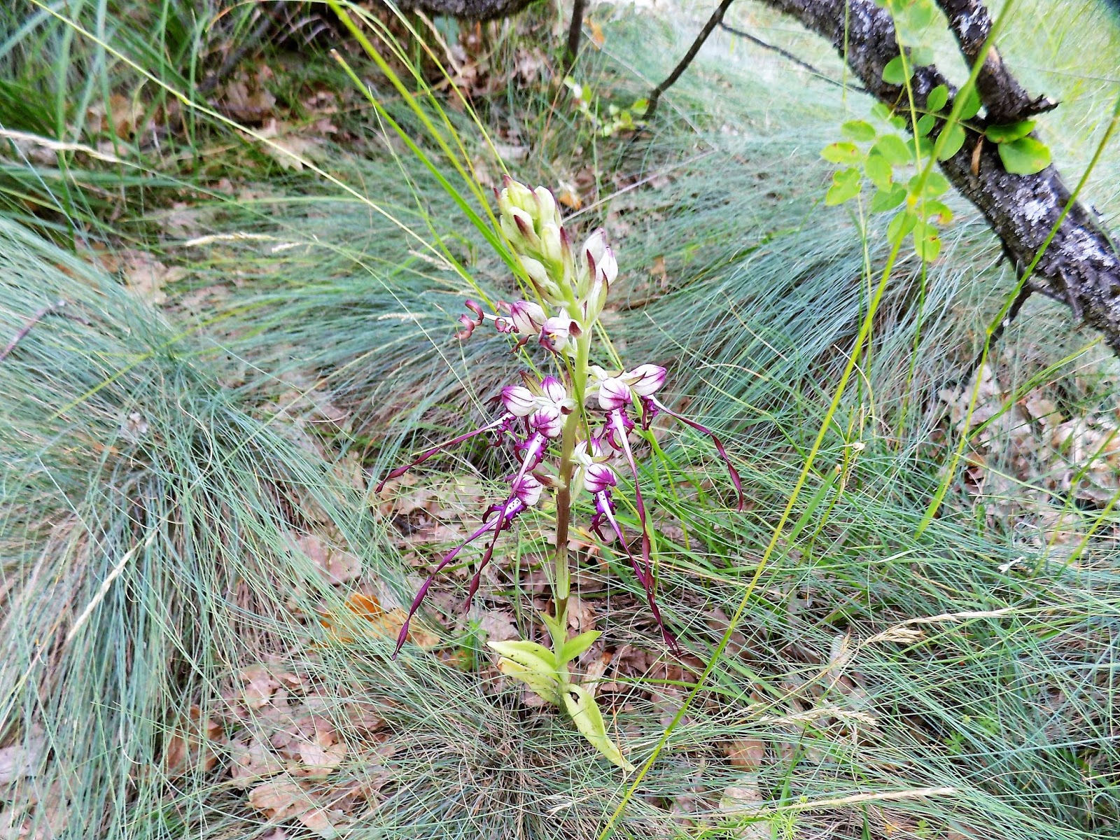 Divlje orhideje u okolini Kraljeva