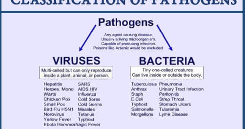 Skin Bacteria Types