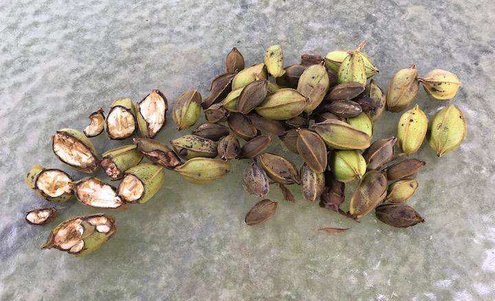 stuff from ellen's head: green pecans and squirrels