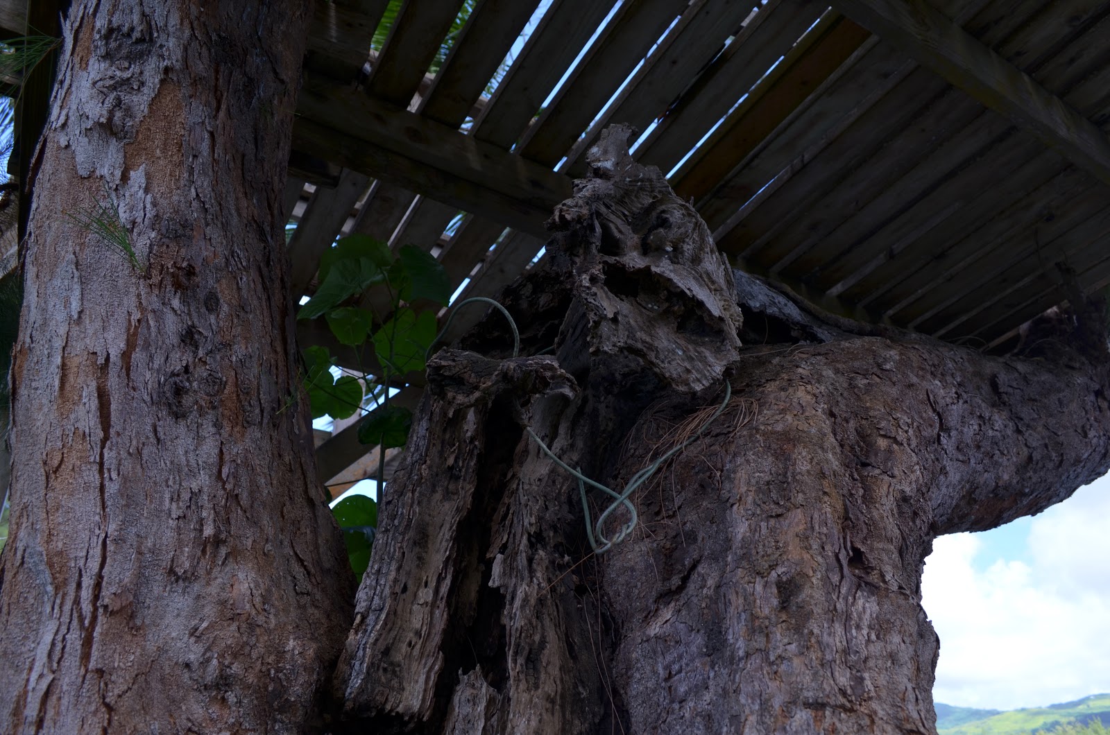 Biodiversity in Saipan - Salvi Villanueva & Patrick Llaban: Susupe Lake!