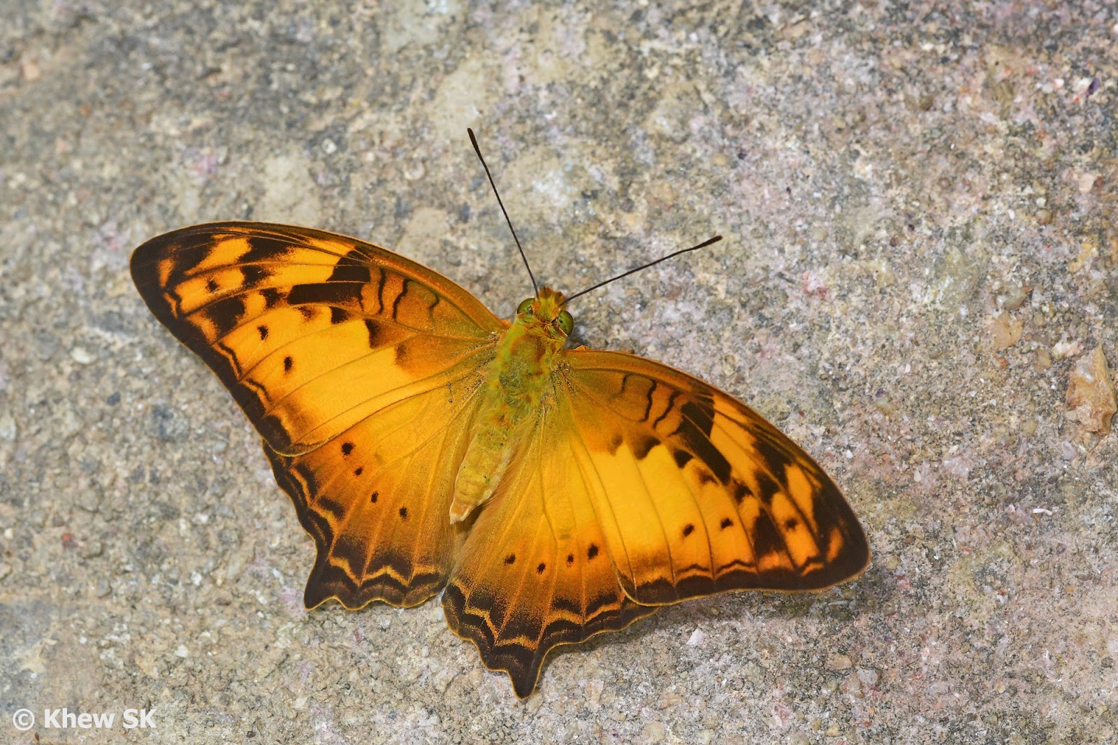 Butterflies of Singapore: 2019 - Looking Back