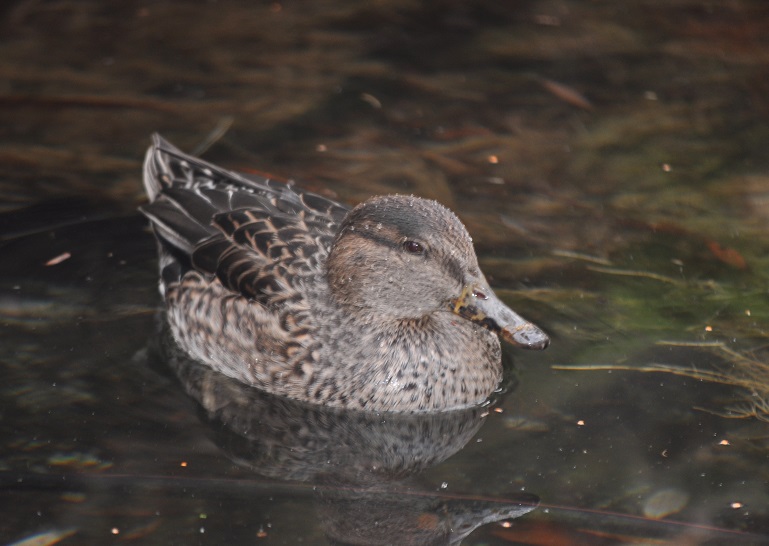 ZOOTOGRAFIANDO (6.100 ANIMALS): CERCETA COMÚN / COMMON TEAL (Anas crecca)