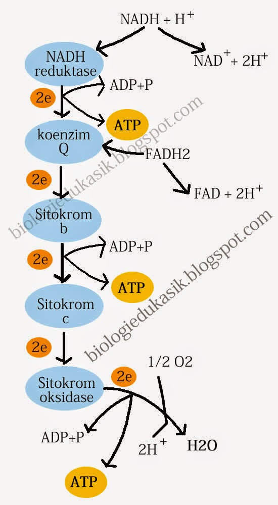 Tahapan Lengkap Respirasi Aerob ( Glikolisis, DO, Siklus Krebs, dan ...