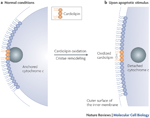 Mundo da Bioquímica (blog sobre bioquímica): Citocromo c e apoptose