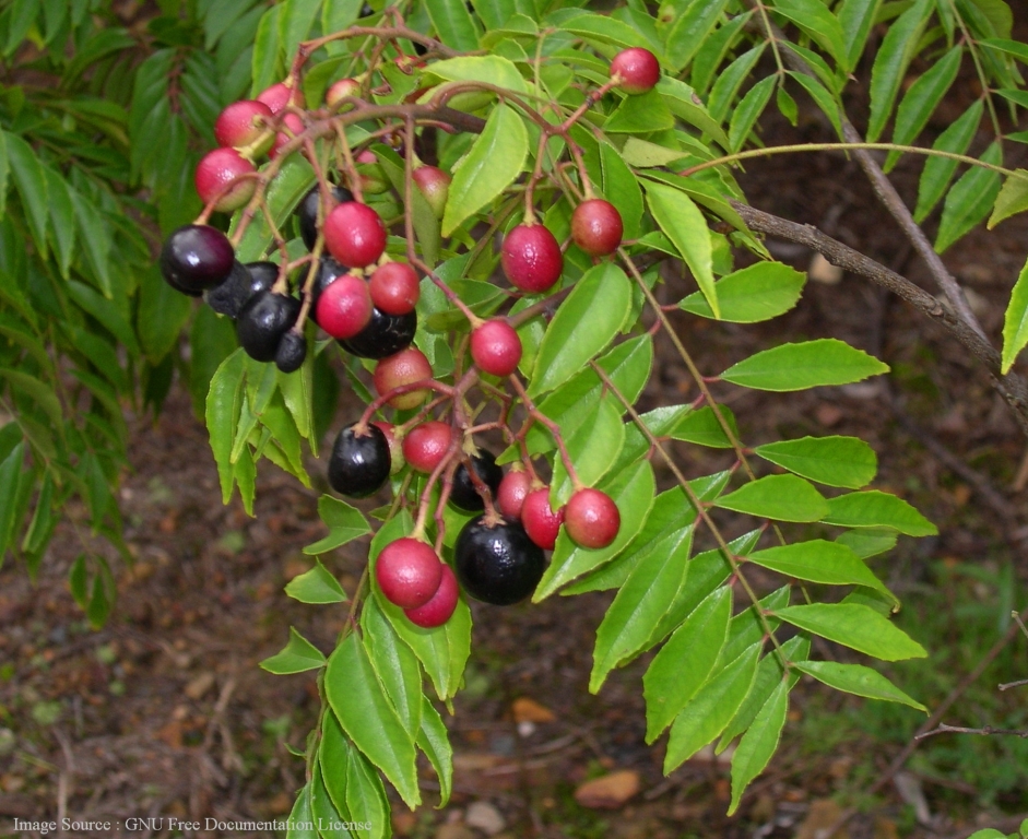Neem Tree Fruit Neem Tree (Azadirachta Indica) Richard Lyons