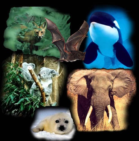 ANIMALES SEGÚN SU HÁBITAT: LOS HABITATS