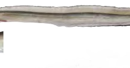 Ikan Pucuk Nipah Atau Common Pike Conger (Muraenesox bagio); Morfologi ...