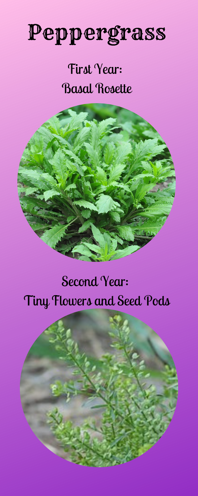 Bat Lady Herbals: Peppergrass