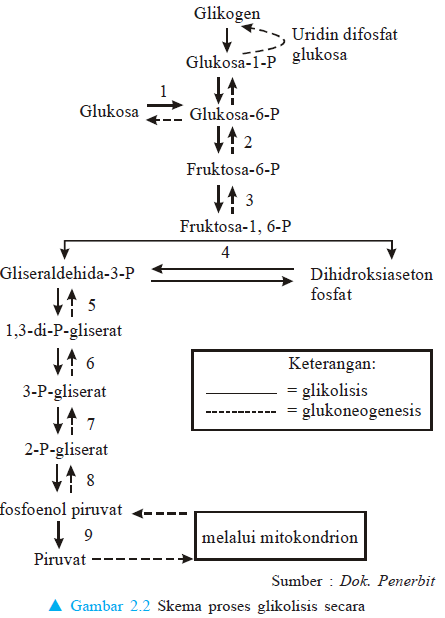 354 Pedia: Metabolisme Karbohidrat