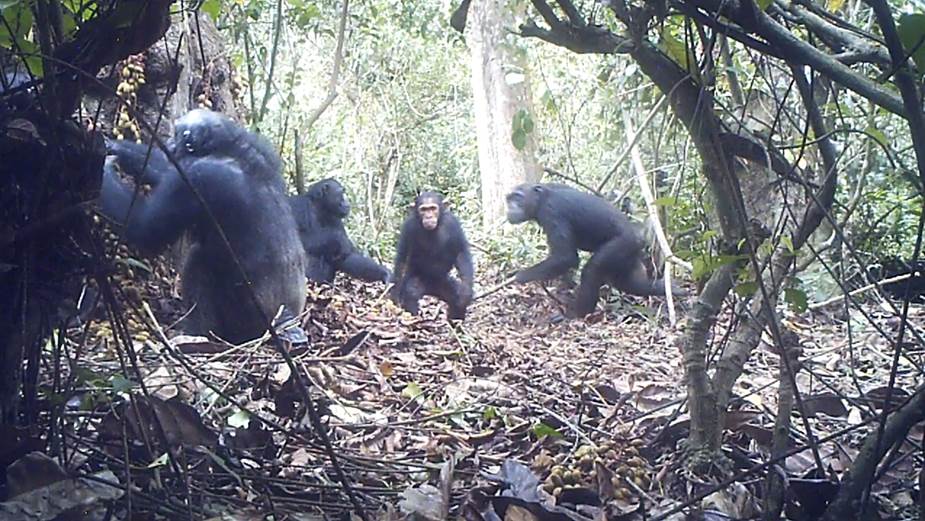 The CHIMP & SEE Blog: 2018