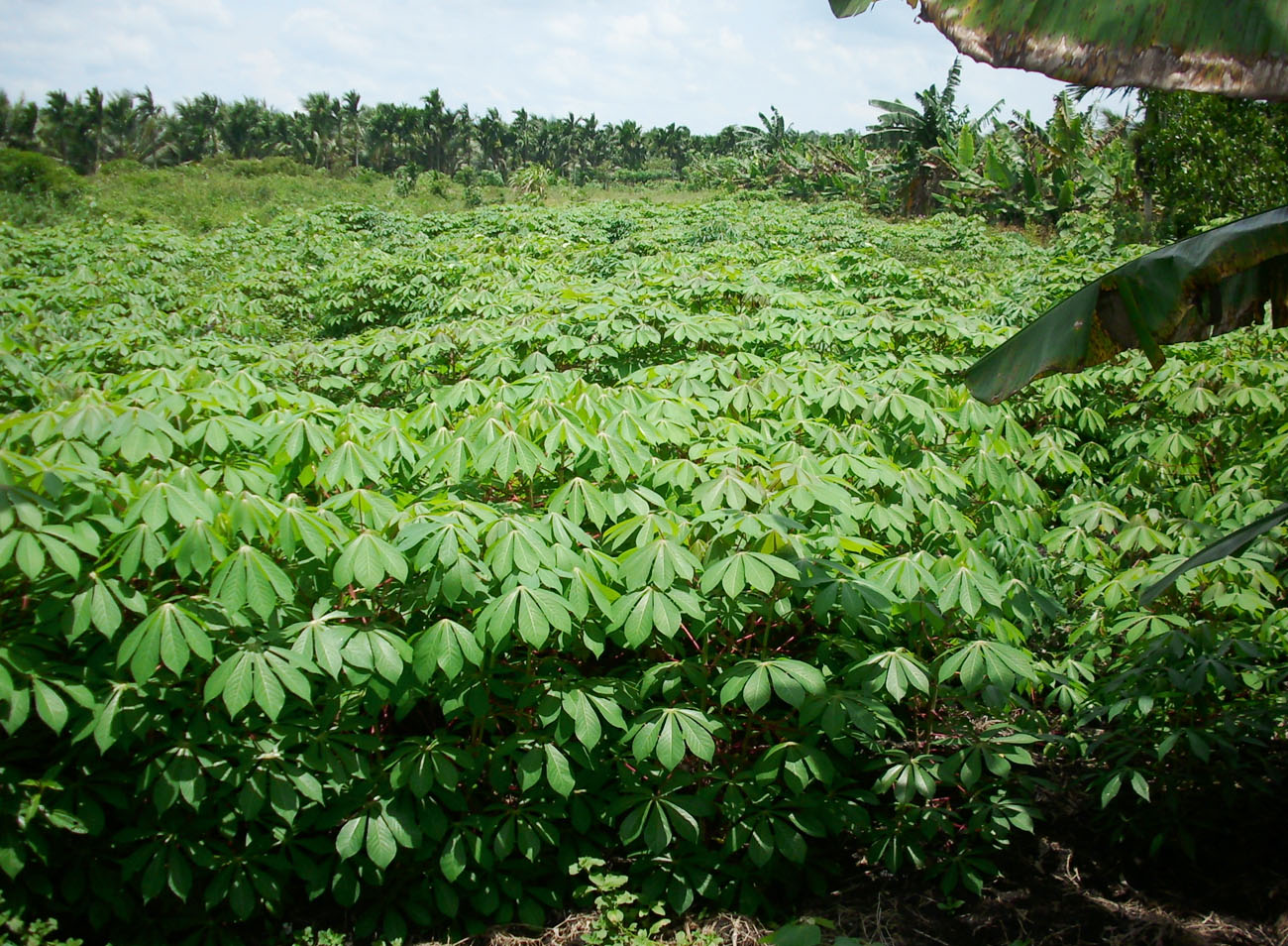 EKOGEO: SINGKONG (KETELA POHON)