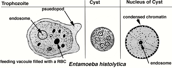 El Mundo de la Parasitologia : Amebiasis