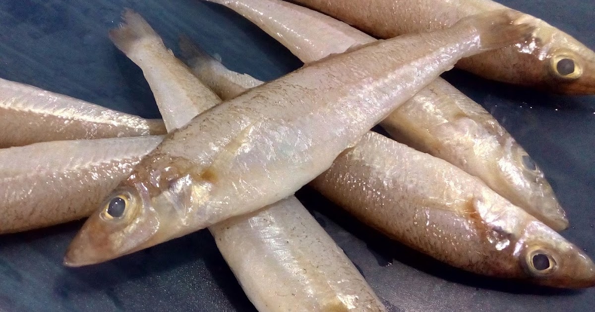 SurayaMSyed: Ikan Bulus