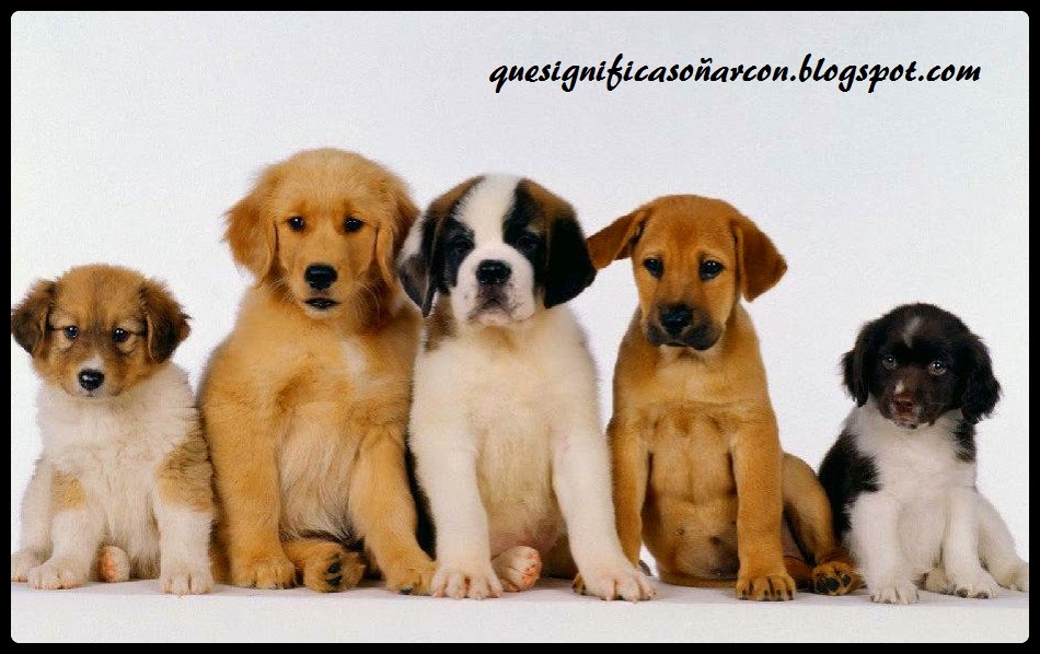 QUE SIGNIFICA SOÑAR CON PERROS - CANES - CACHOROS