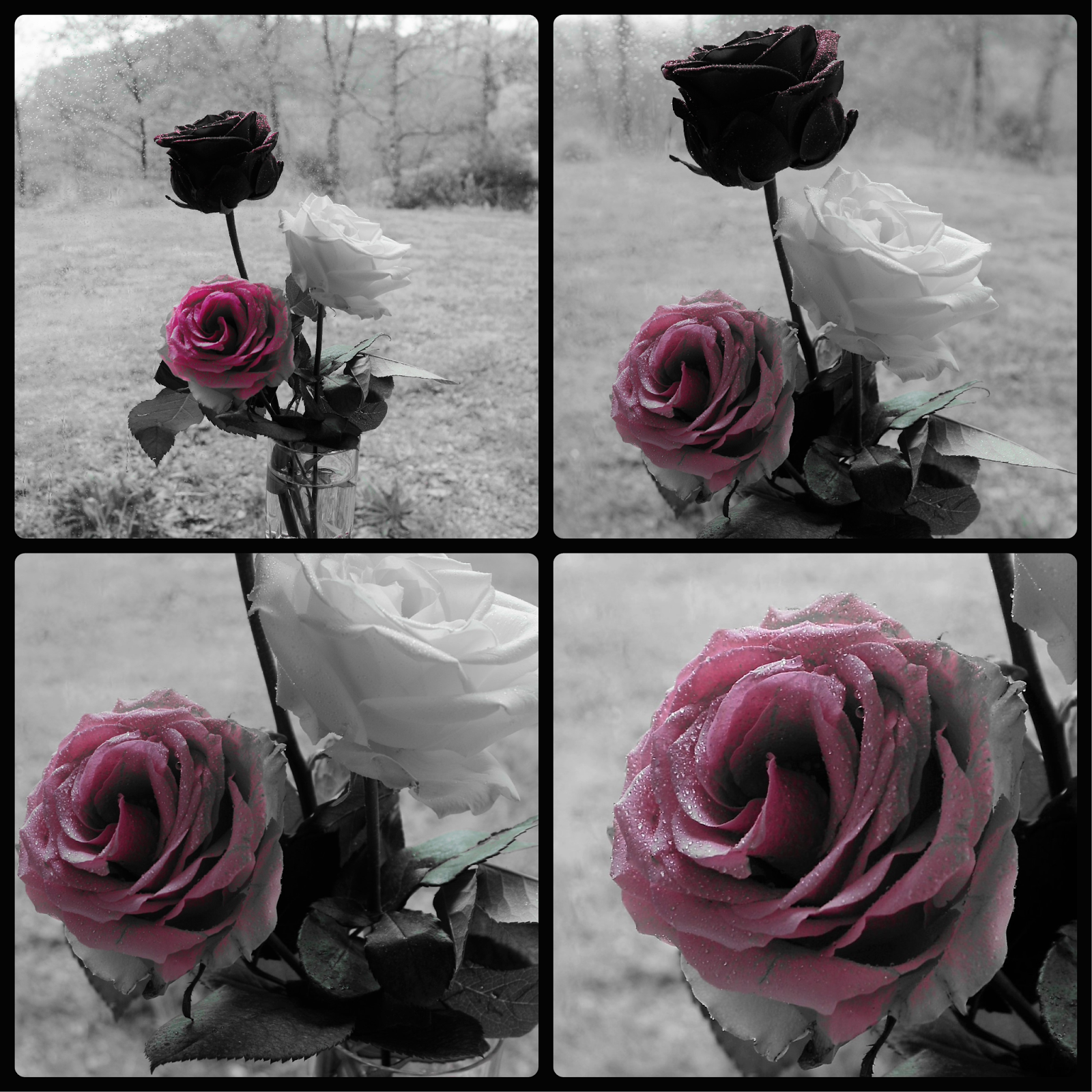 Bemerry.B: Photos - un bouquet - 3 roses - différentes façons de les ...