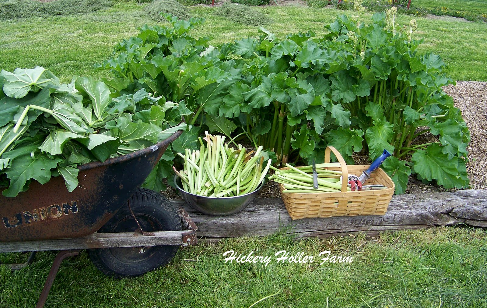 Hickery Holler Farm: An Afternoon In The Rhubarb Patch