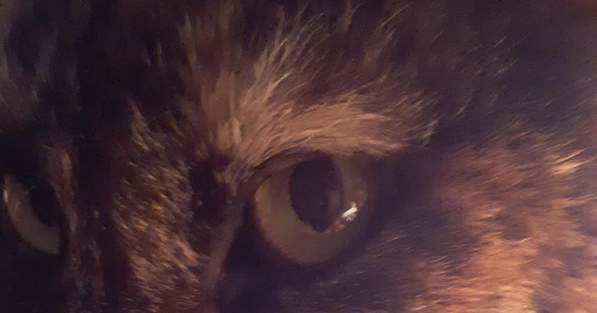 Melissa's Mochas, Mysteries and Meows: Extreme Close Up #SundaySelfie