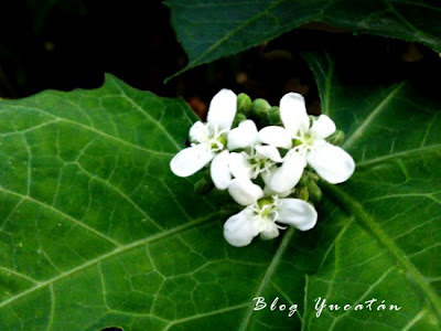 Chaya, Propiedades ( Cnidoscolus Chayamansa ) - BLOG YUCATÁN