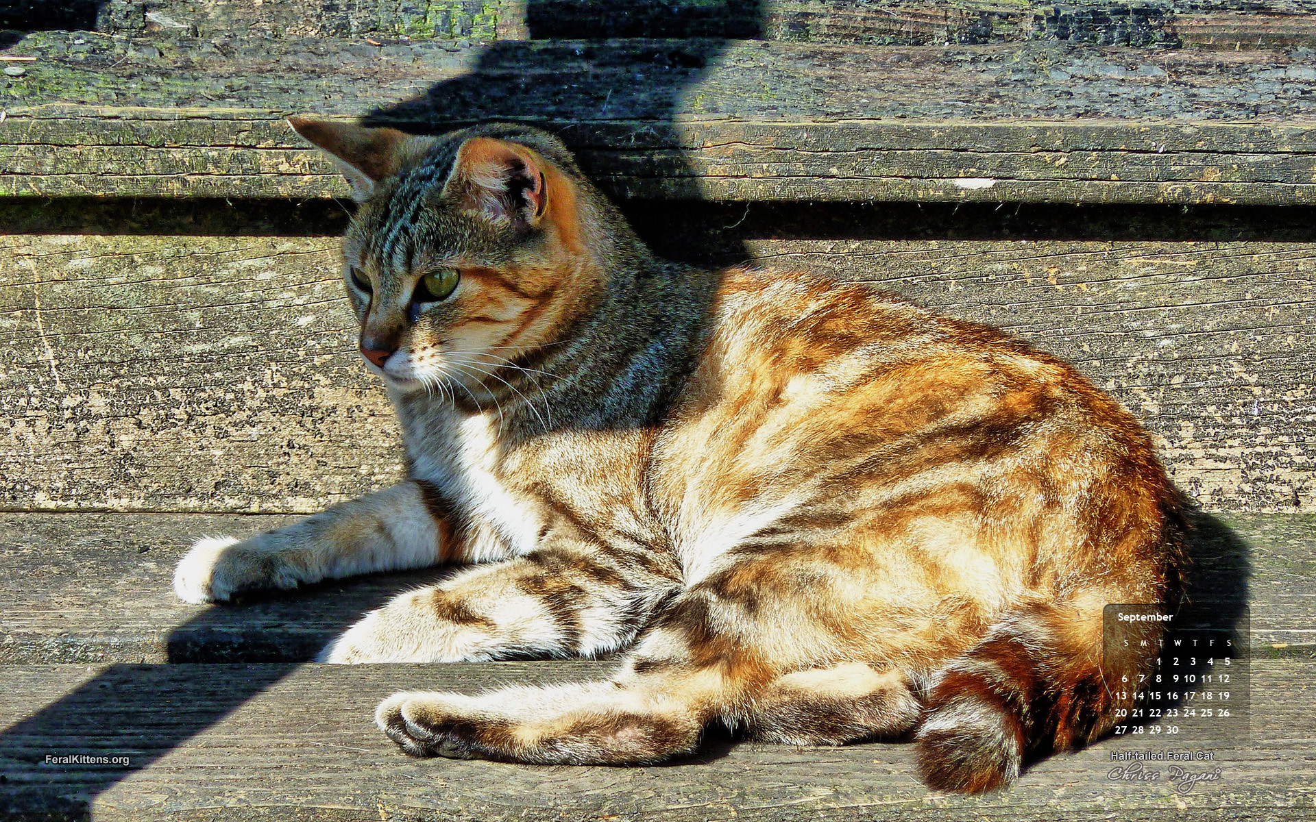 September Cat of The Month - Half-tailed Feral Cat