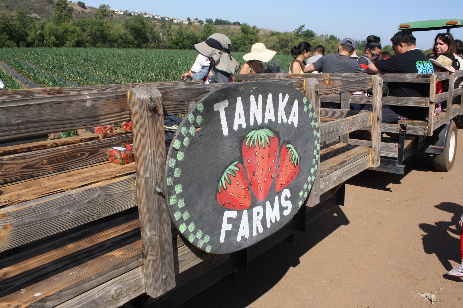 Tour of Tanaka Farms: Pick your own Strawberry Experience - Any Tots