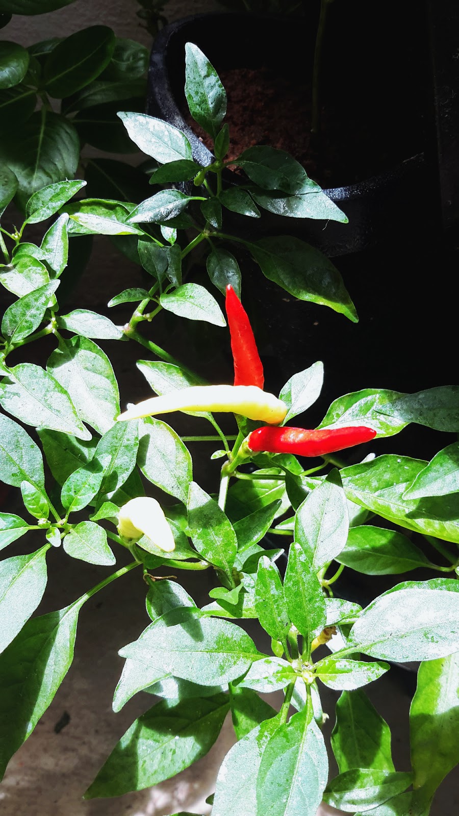 Hiking & Gardening: UPDATE: Pokok cili api Jambak