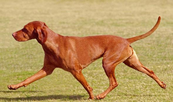 Dog Colours and Their Genes: What is Colour? (Explaining Melanin)