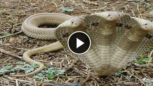Animals: 3 headed snake