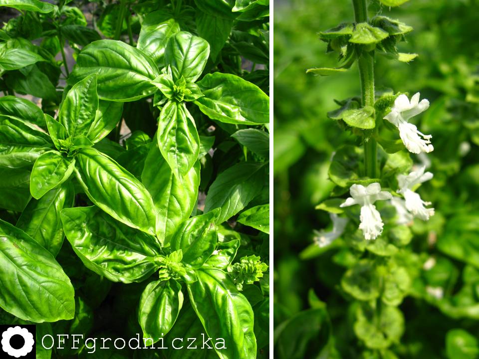 Bazylia pospolita - właściwości i zastosowanie | Basil - properties and ...