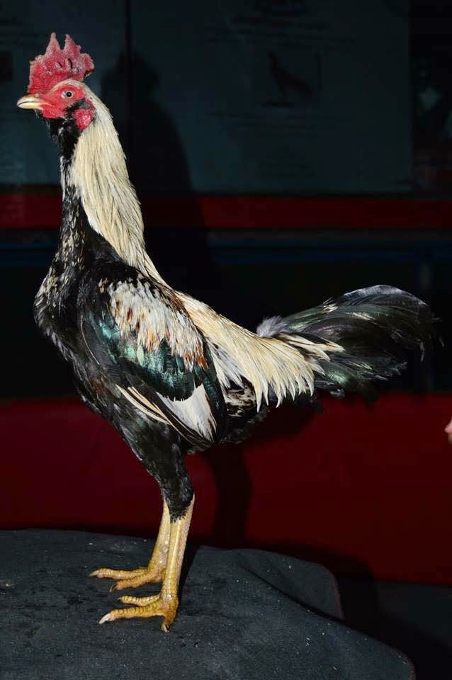 Ayam Pama Cross: Ayam Import (Update : 27122014)