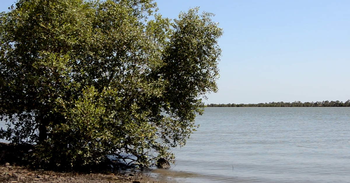 Mangal do rio Matola invadido por construções irregulares | Comites de ...