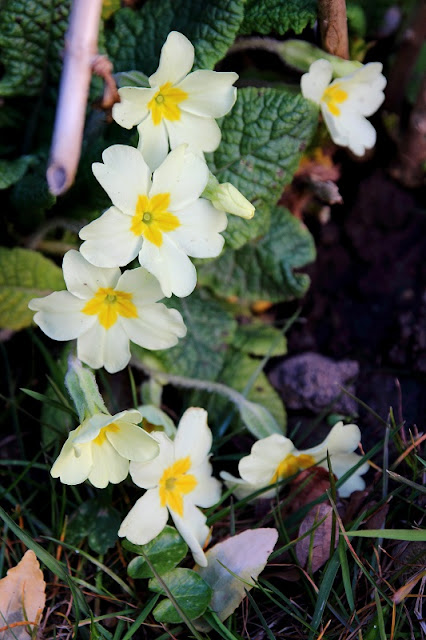 Up the Primrose Path