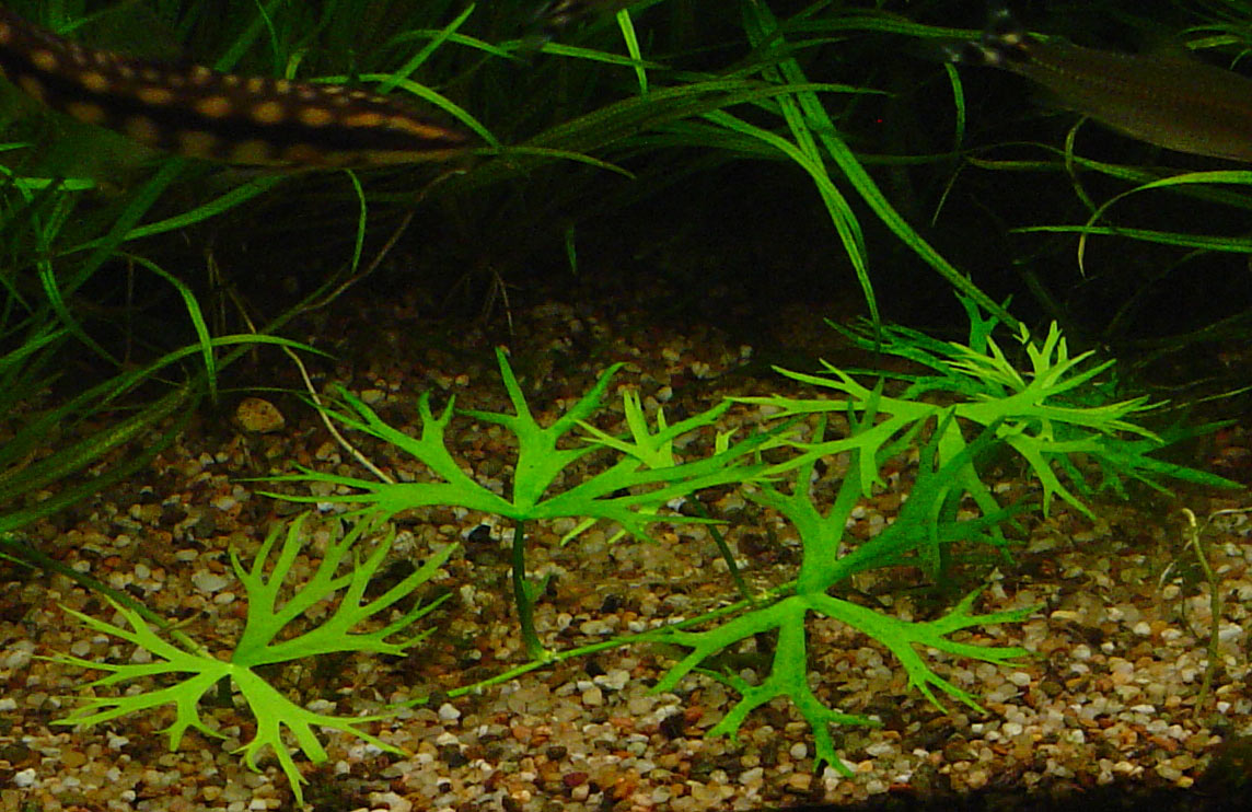 Всё об аквариумных растениях, статьи, фото, продажа: Передний план и ...