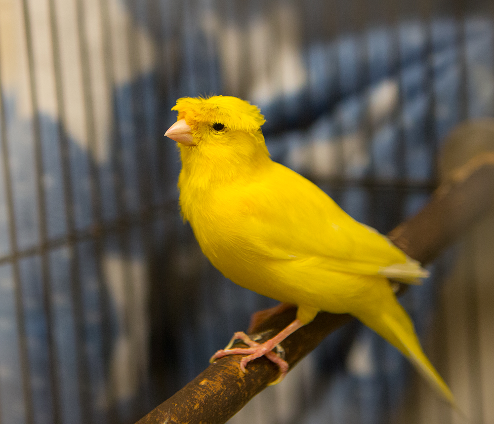 Shelter Dogs of Portland: "THISTLE" little finch &"DANDELION" yellow canary